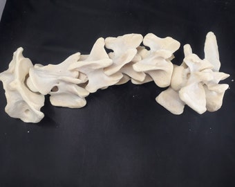 Cow Vertebrae Bones - Etsy