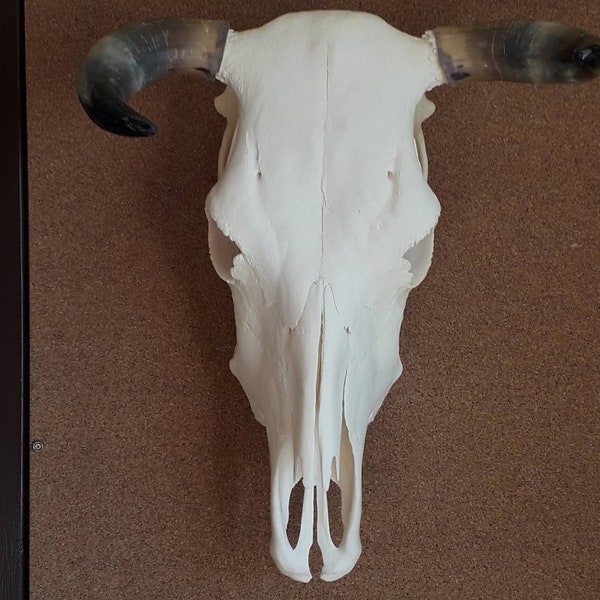 Real Cow Skull - Etsy