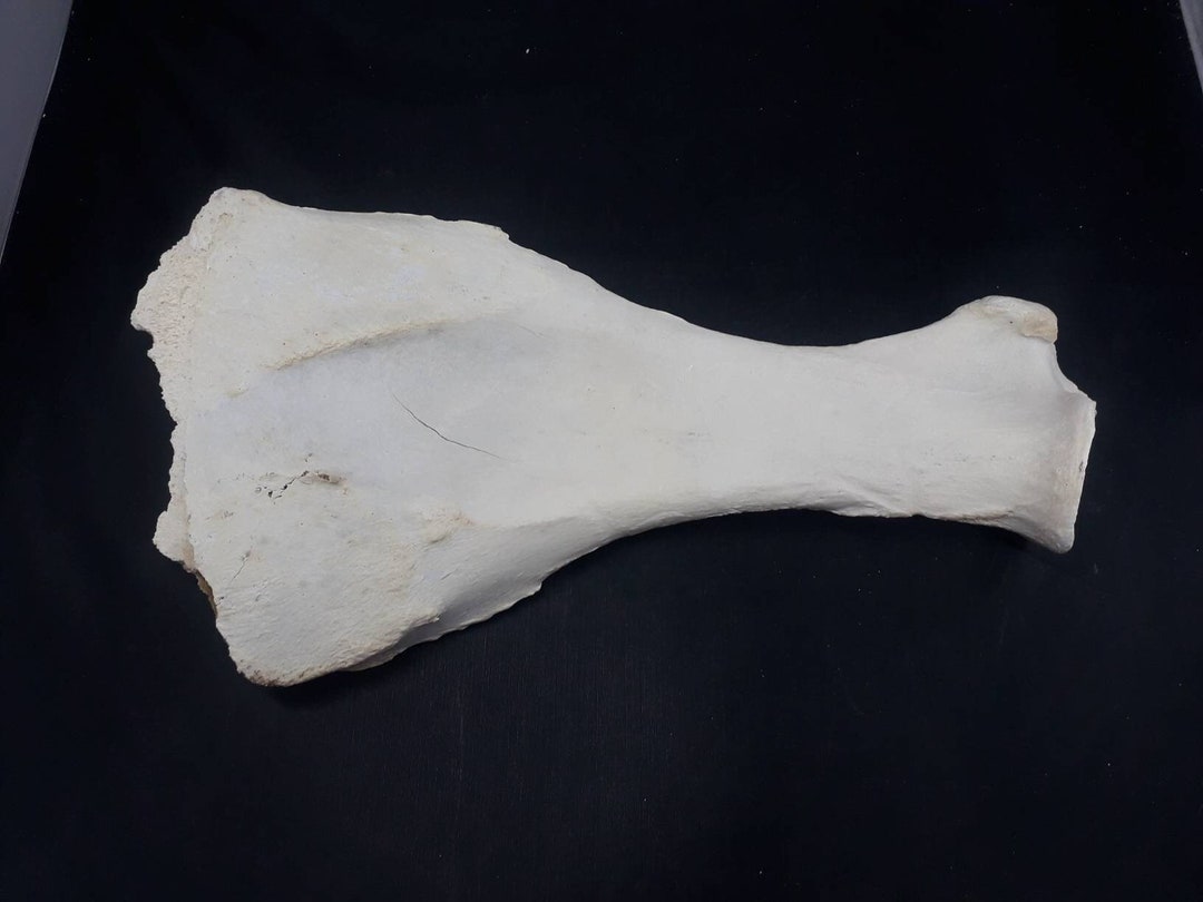 Natural Cow Scapula Bone Processed Cleaned Whitened Degreased - Etsy