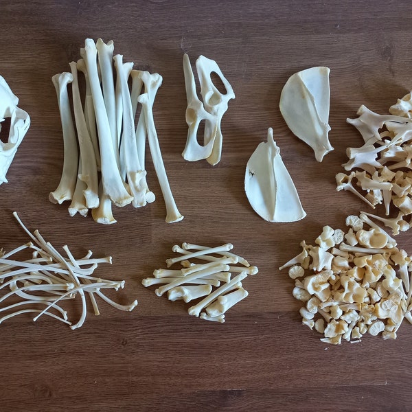 Wild Cat Skull - Etsy
