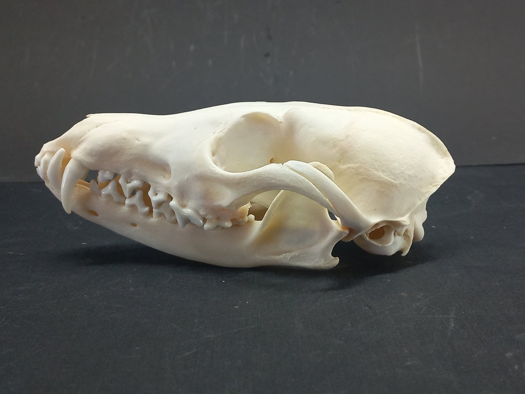 Real Red Fox Skull. Fox Skull With Jaw F2.0524 Animal Skull - Etsy