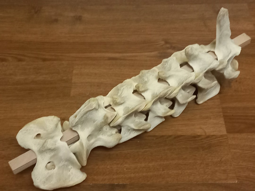 Natural Cow Cervical Vertebrae Bones Set Processed Cleaned - Etsy