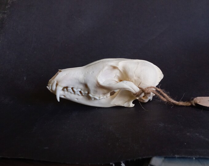 Red Fox Real Natural Skull. F3.0623 Fox Skull With Jaw - Etsy