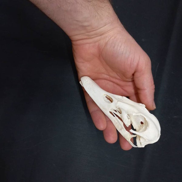 Duck Skull - Etsy