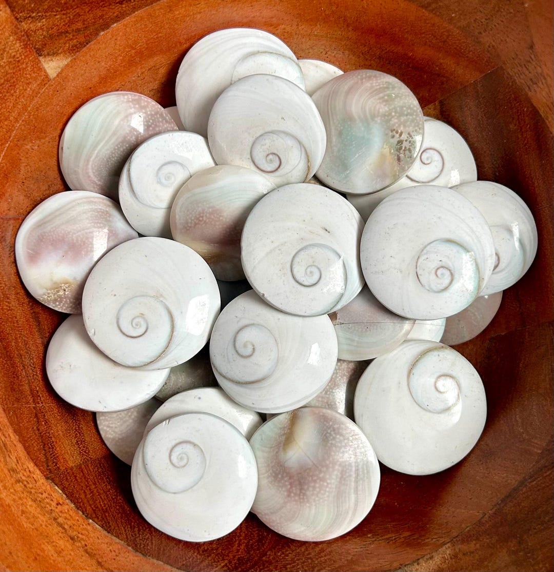 Natural Shiva Shell Round - Etsy
