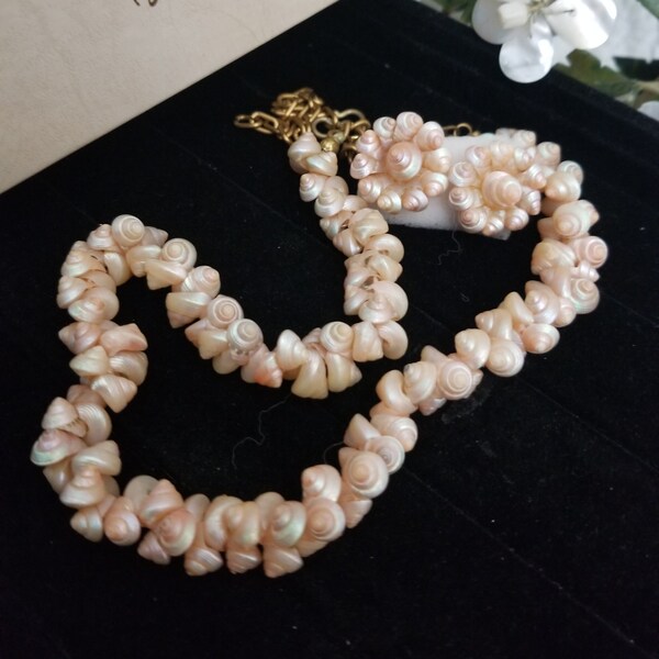 Trochus Shell - Etsy