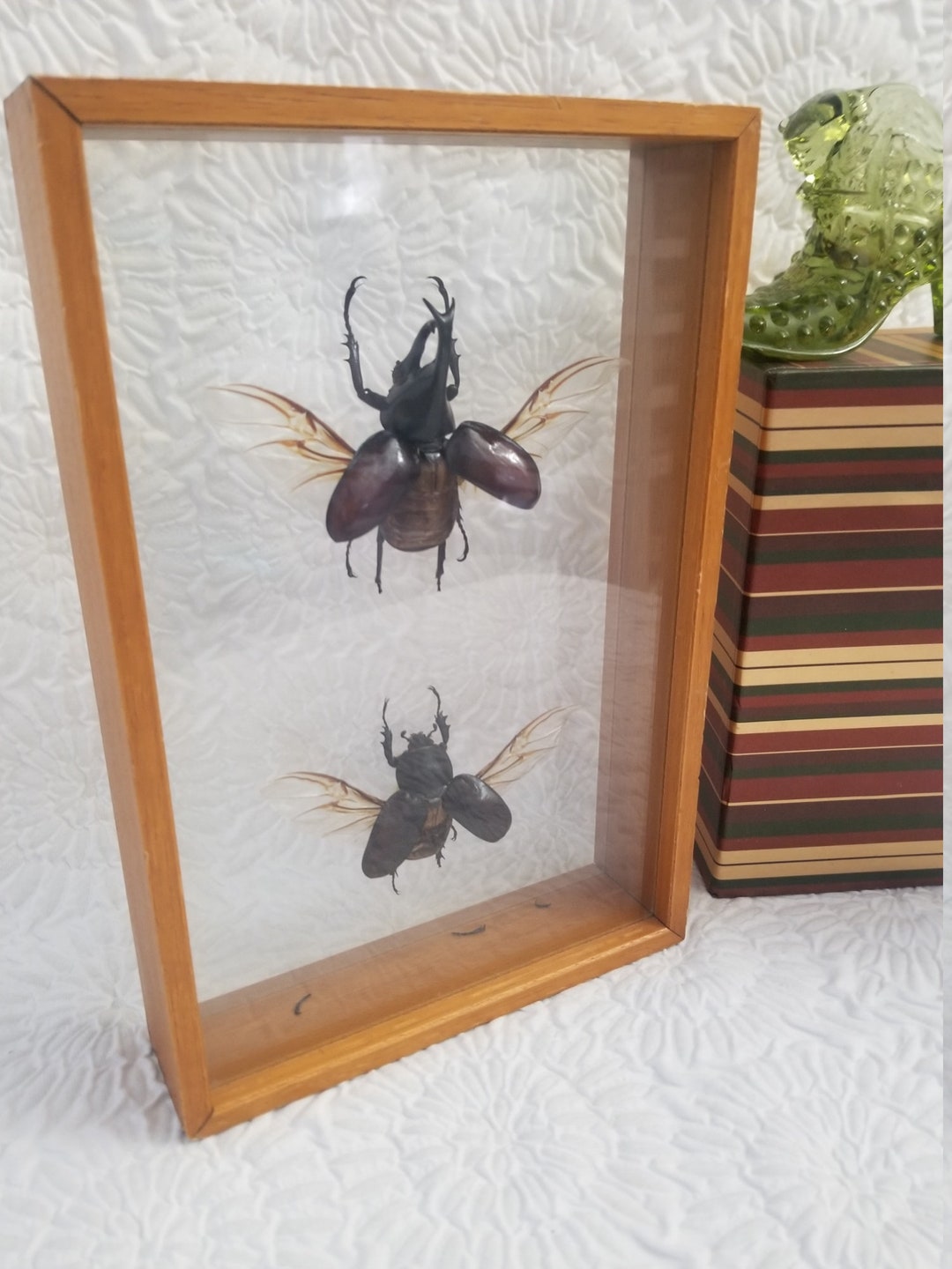 Vintage 70's Malaysian Rhinohorn Beetle Specimens Male and Female Box ...