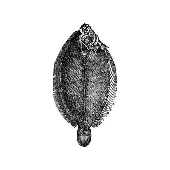 Flatfish Vector File SVG and PNG - Etsy