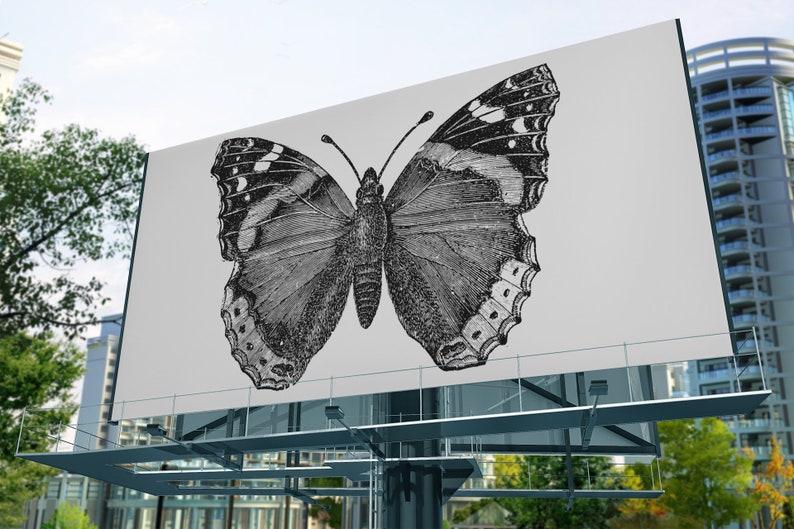 Butterfly Vector Graphics SVG and PNG - Etsy