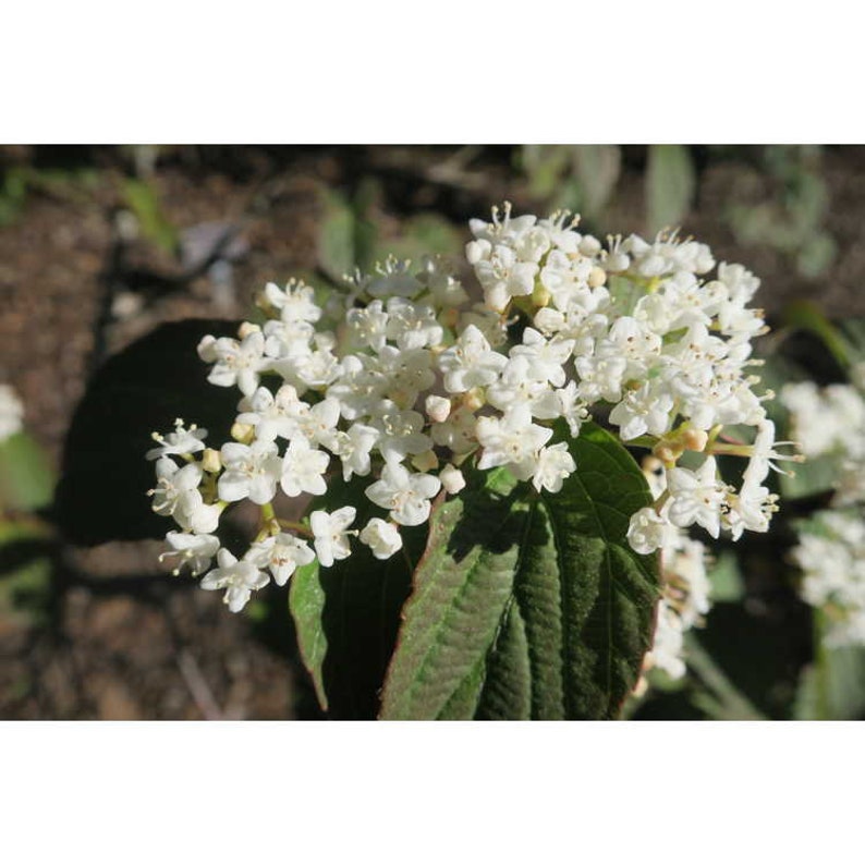 VIBURNUM SETIGERUM Tea Viburnum Starter Plant Approx 10 Inch Dormant - Etsy