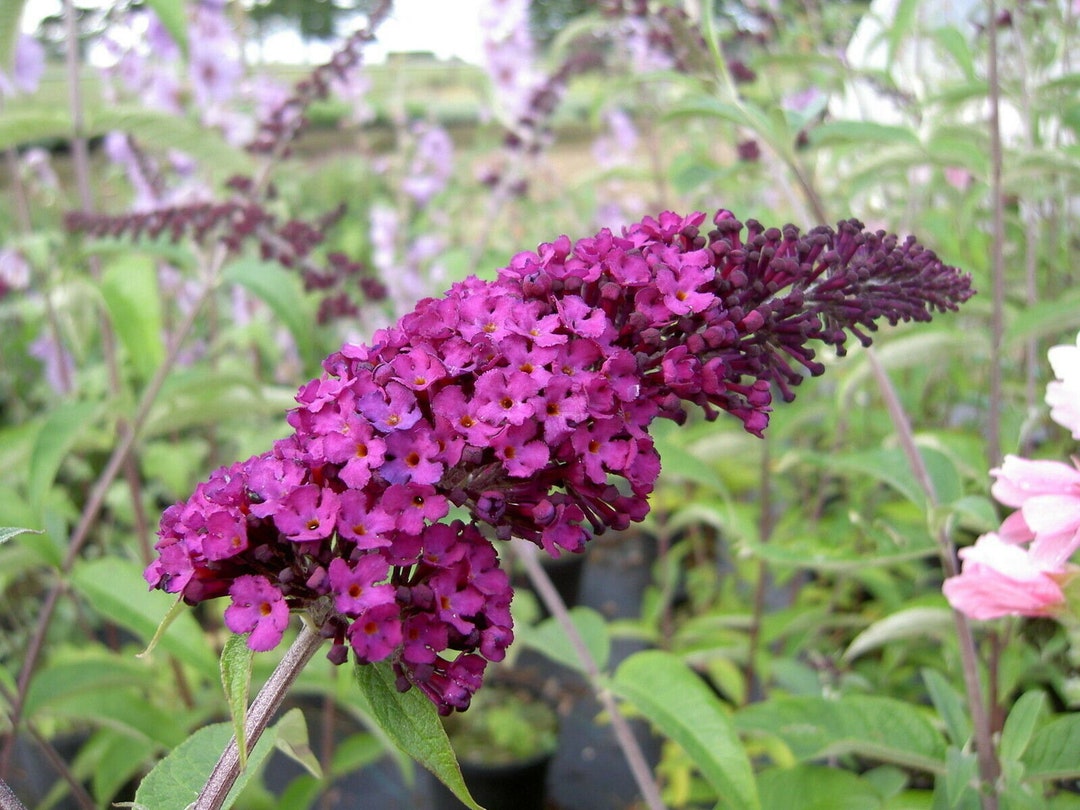 BUDDLEIA 'ROYAL RED' - Butterfly Bush - Starter Plant -approx 8 Inch - Etsy