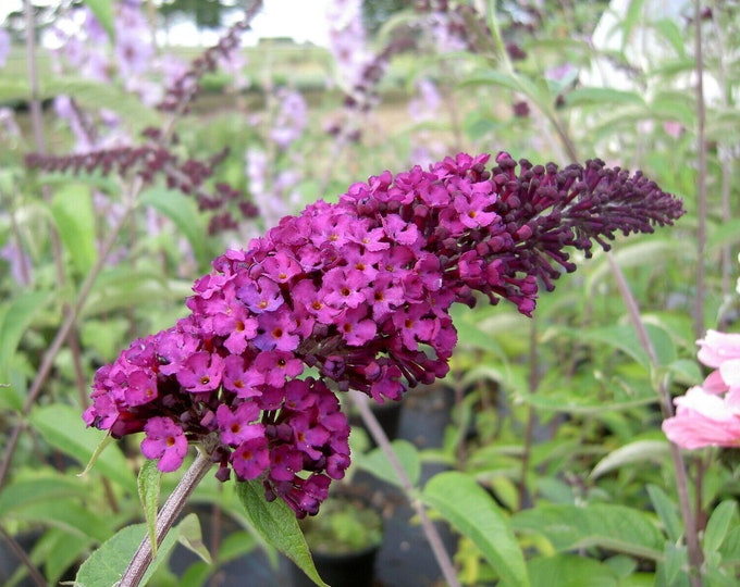 BUDDLEIA 'ROYAL RED' - Butterfly Bush - Starter Plant -approx 6 Inch ...