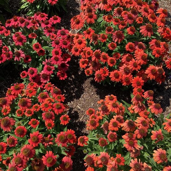 Echinacea 'ARTISAN RED OMBRE' - Coneflower - Starter Plant - Etsy