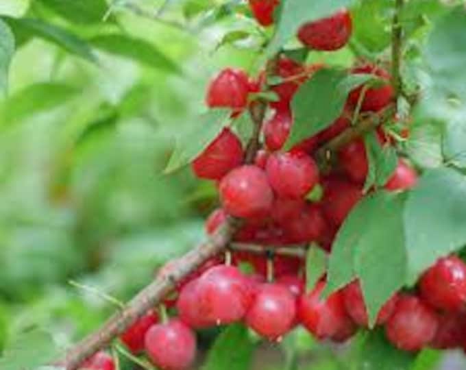 Prunus 'EASY AS PIE' - Bush Cherry - Edible - Starter Plant -approx 5-7 ...