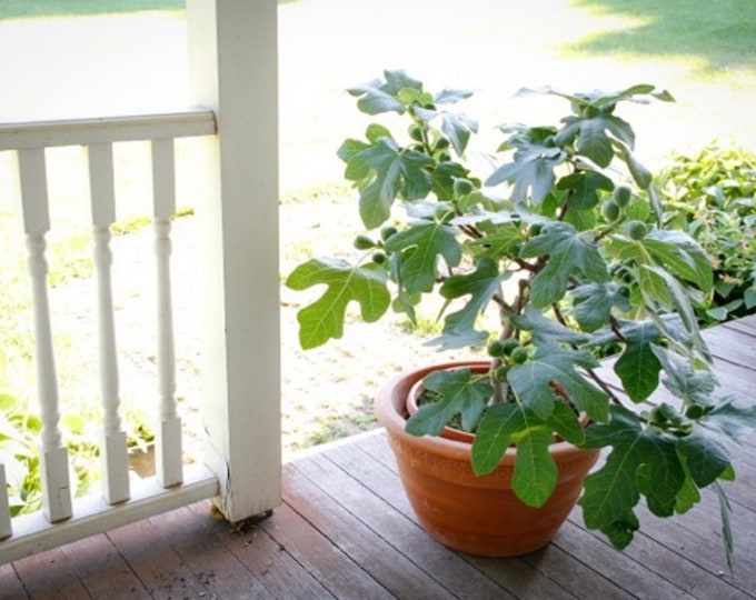 FICUS 'FIGNOMENAL' -dwarf Fig - Starter Plant - Approx 4-6 Inch - Dormant - Thin Stems - Etsy