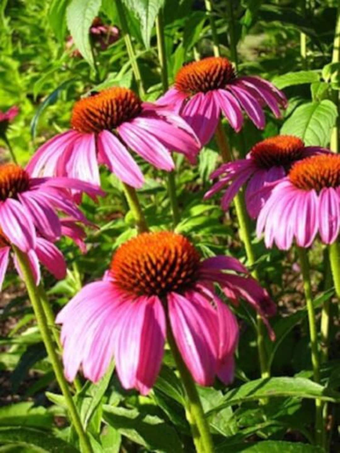 ECHINACEA 'RUBY STAR' - Coneflower - Starter Plant - Dormant/leafless ...