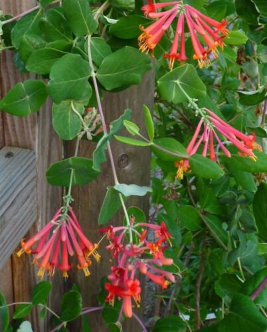 LONICERA 'MAJOR WHEELER' - Honeysuckle - Plant - Approx 10 Inch - 2 1/2 ...