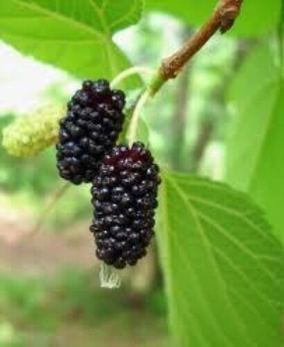 MORUS RUBRA - Red Mulberry - Edible - Starter Plant - Approx 12-16 Inch ...