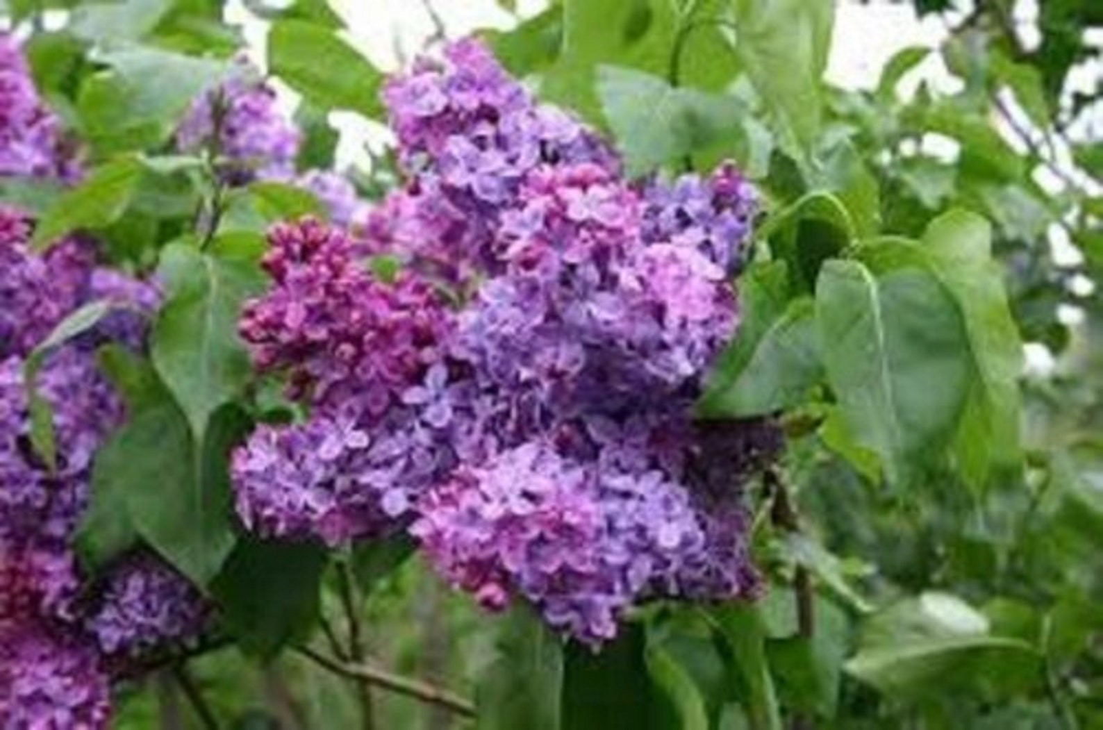 SYRINGA 'CONGO' - LILAC - Fragrant - Set of 2 Plants - Approx 7-9 Inch ...