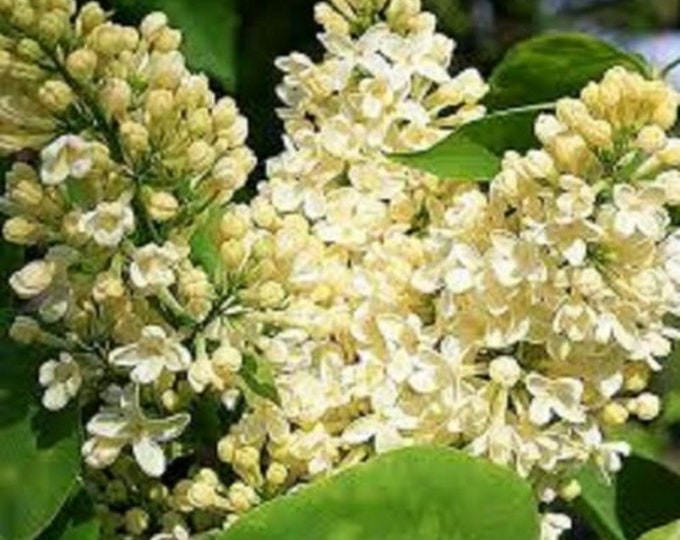 SYRINGA 'PRIMROSE'- LILAC - Fragrant - Starter Plants - Approx 6-9 Inch ...