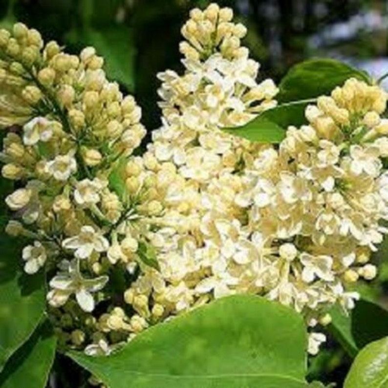 SYRINGA 'PRIMROSE'- LILAC - Fragrant - Starter Plant - Approx 5-7 Inch ...