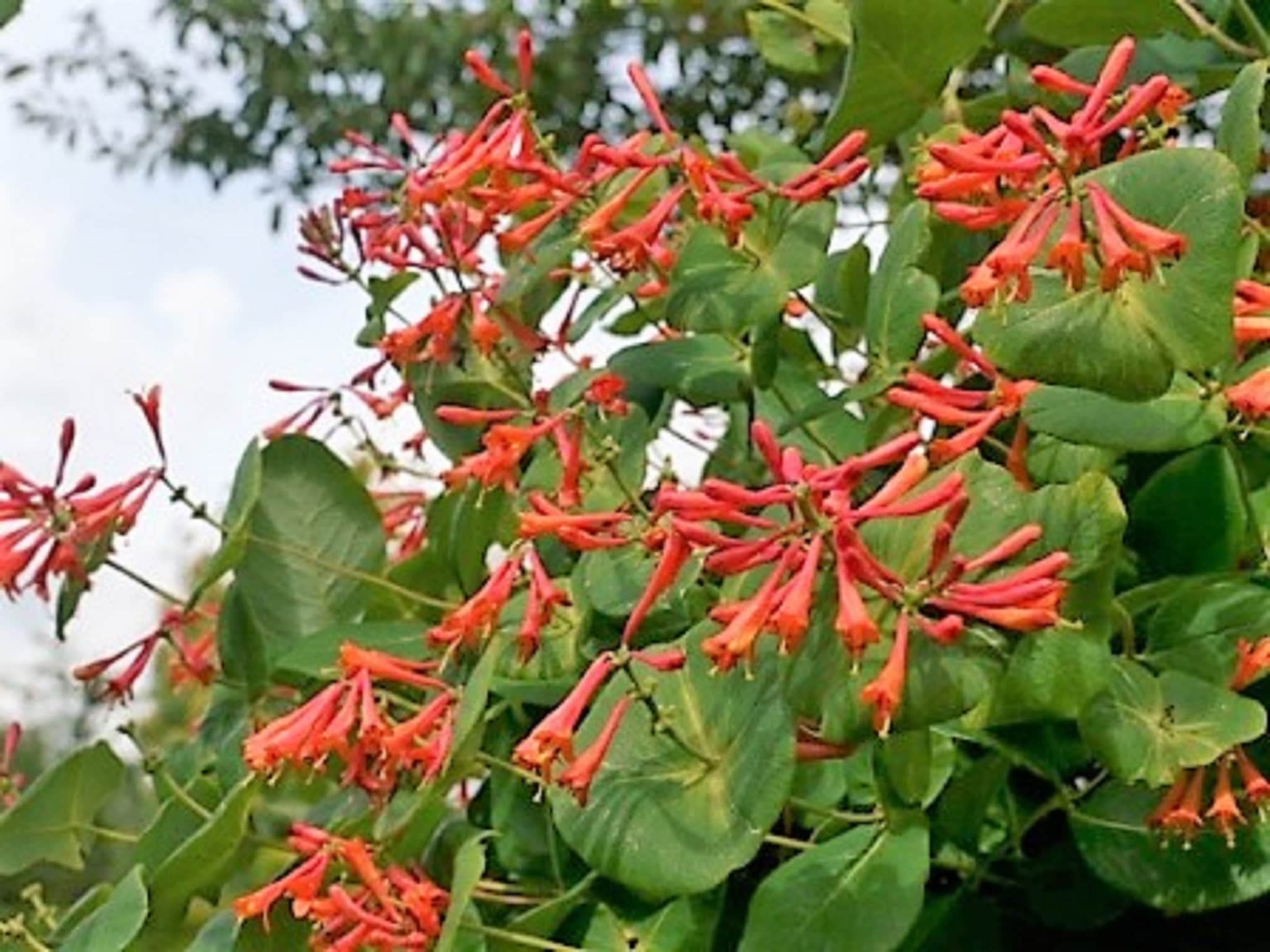 LONICERA 'DROPMORE SCARLET'- Honeysuckle - Starter Plant - Approx 7-14 ...
