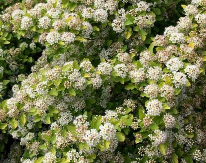 PHYSOCARPUS 'RASPBERRY LEMONADE' - Ninebark - Starter Plant - Approx 7 ...