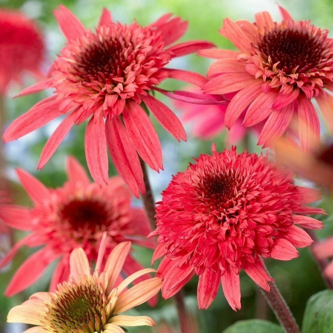 ECHINACEA 'RASPBERRY TRUFFLE' - Coneflower - Starter Plant - Dormant - Etsy