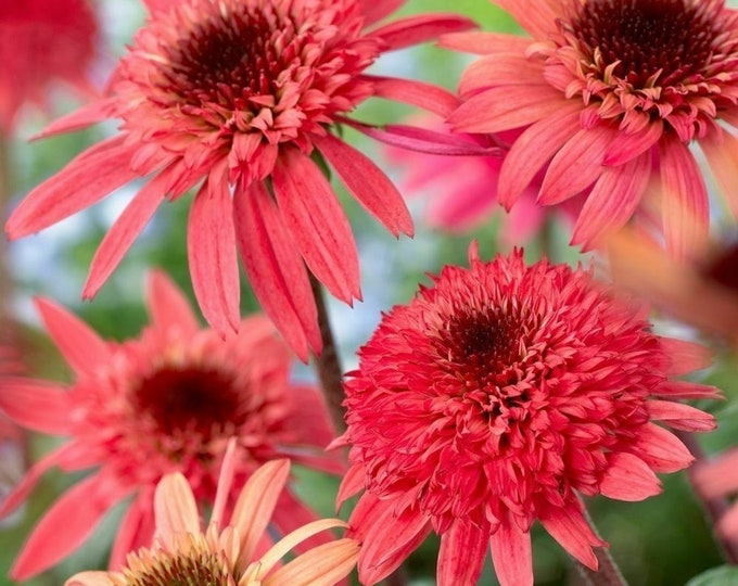 ECHINACEA 'RASPBERRY TRUFFLE' - Coneflower - Starter Plant - Dormant - Etsy