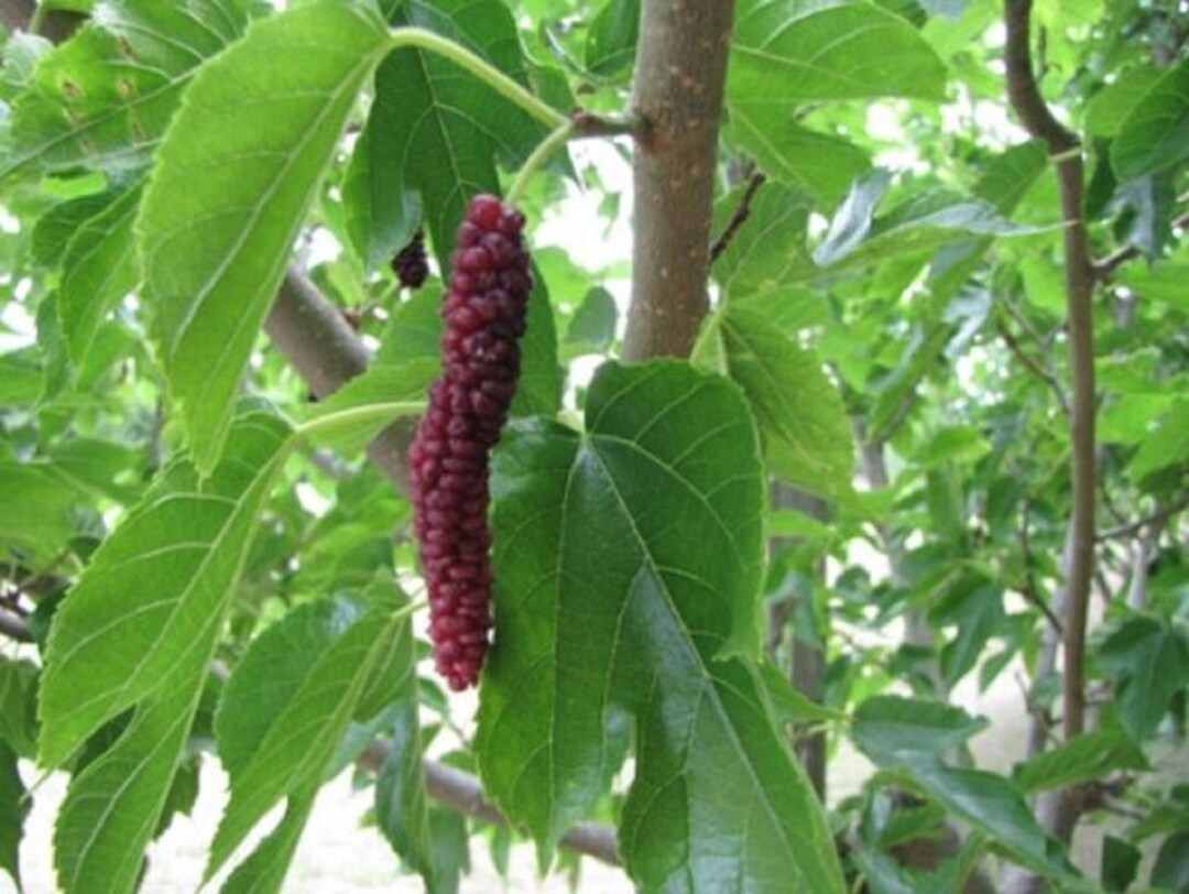 MORUS MACROURA - Himalayan Mulberry - Starter Plant -approx 7-10 Inch ...