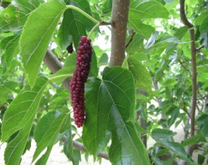 MORUS MACROURA - Himalayan Mulberry - Starter Plant -approx 7-10 Inch ...