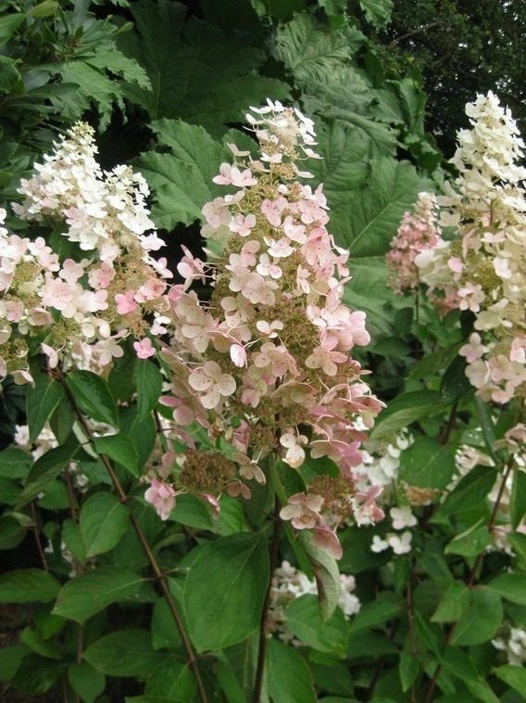 HYDRANGEA PANICULATA 'chantilly Lace - Starter Plant - APPROX 5-7 Inch ...