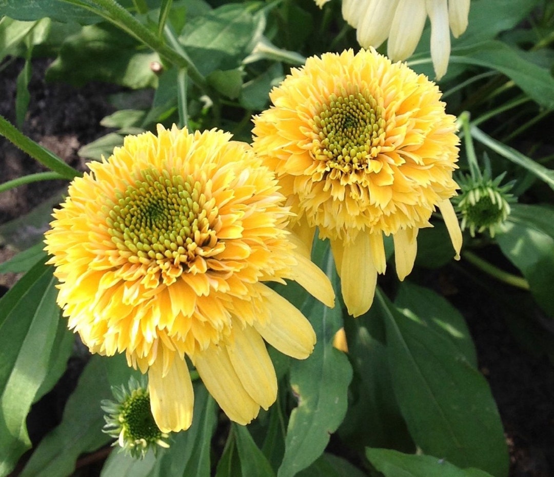 ECHINACEA 'LEMON DROP' - Coneflower - Starter Plant - Etsy