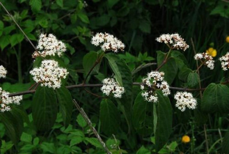 VIBURNUM SETIGERUM - Tea Viburnum - Starter Plant - Approx 9 Inch ...