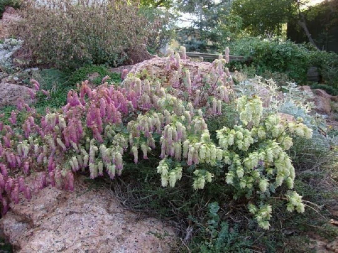 ORIGANUM 'AMETHYST FALLS' - Ornamental Oregano - Starter Plant - Etsy