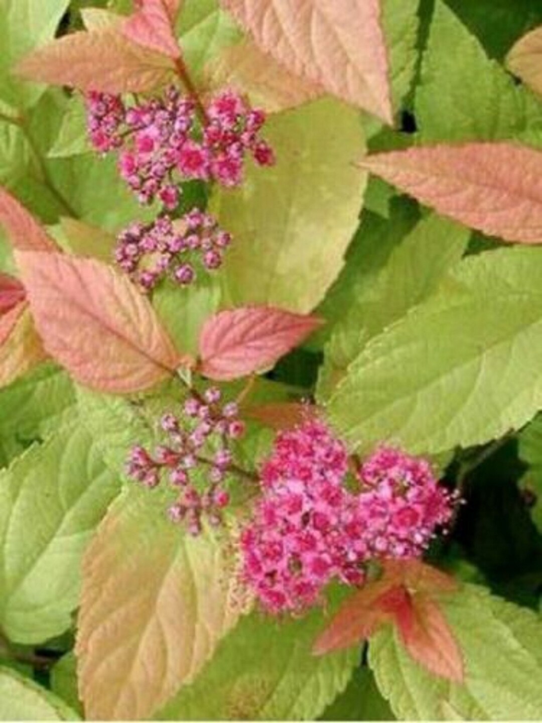 SPIRAEA JAPONICA 'FIRELIGHT' Starter Plant Approx 9 Inch Dormant - Etsy