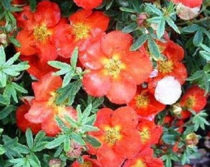 Potentilla Fruticosa 'red Joker' SHRUBBY CINQUEFOIL - Etsy