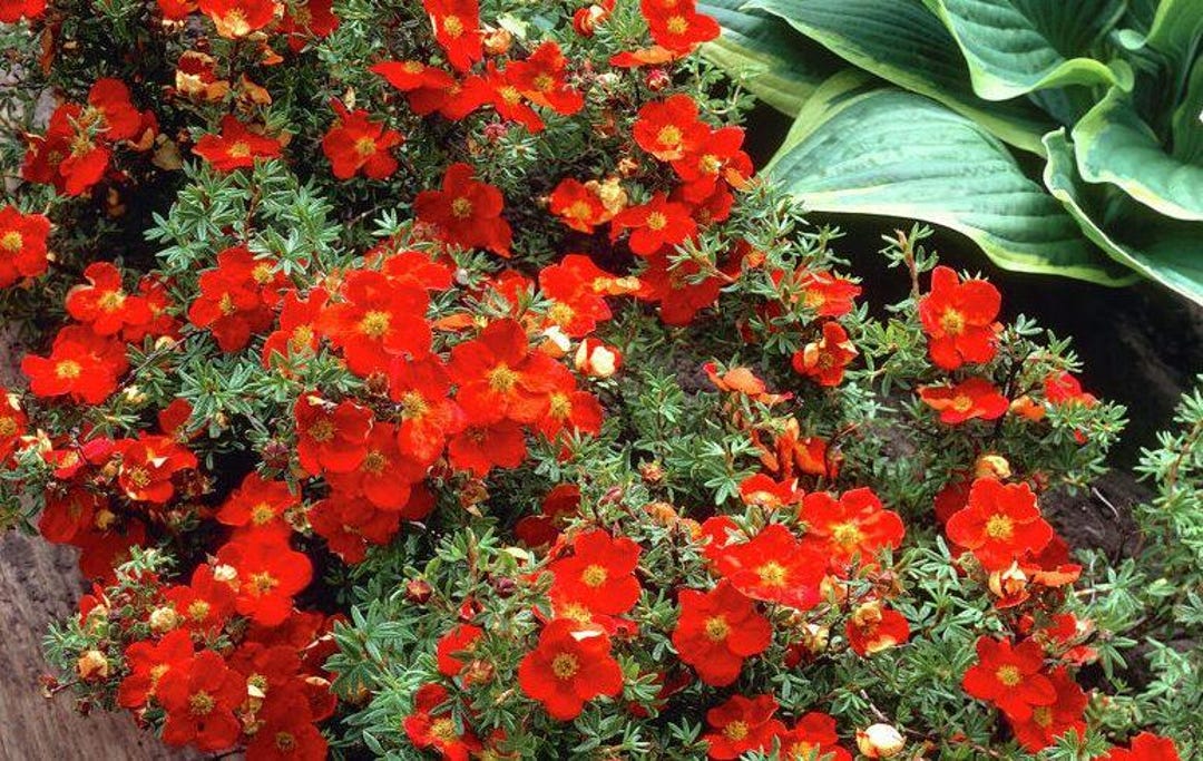 Potentilla Fruticosa 'red Joker' - SHRUBBY CINQUEFOIL - Starter Plant ...