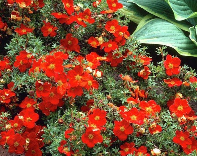 Potentilla Fruticosa 'red Joker' - SHRUBBY CINQUEFOIL - Starter Plant ...