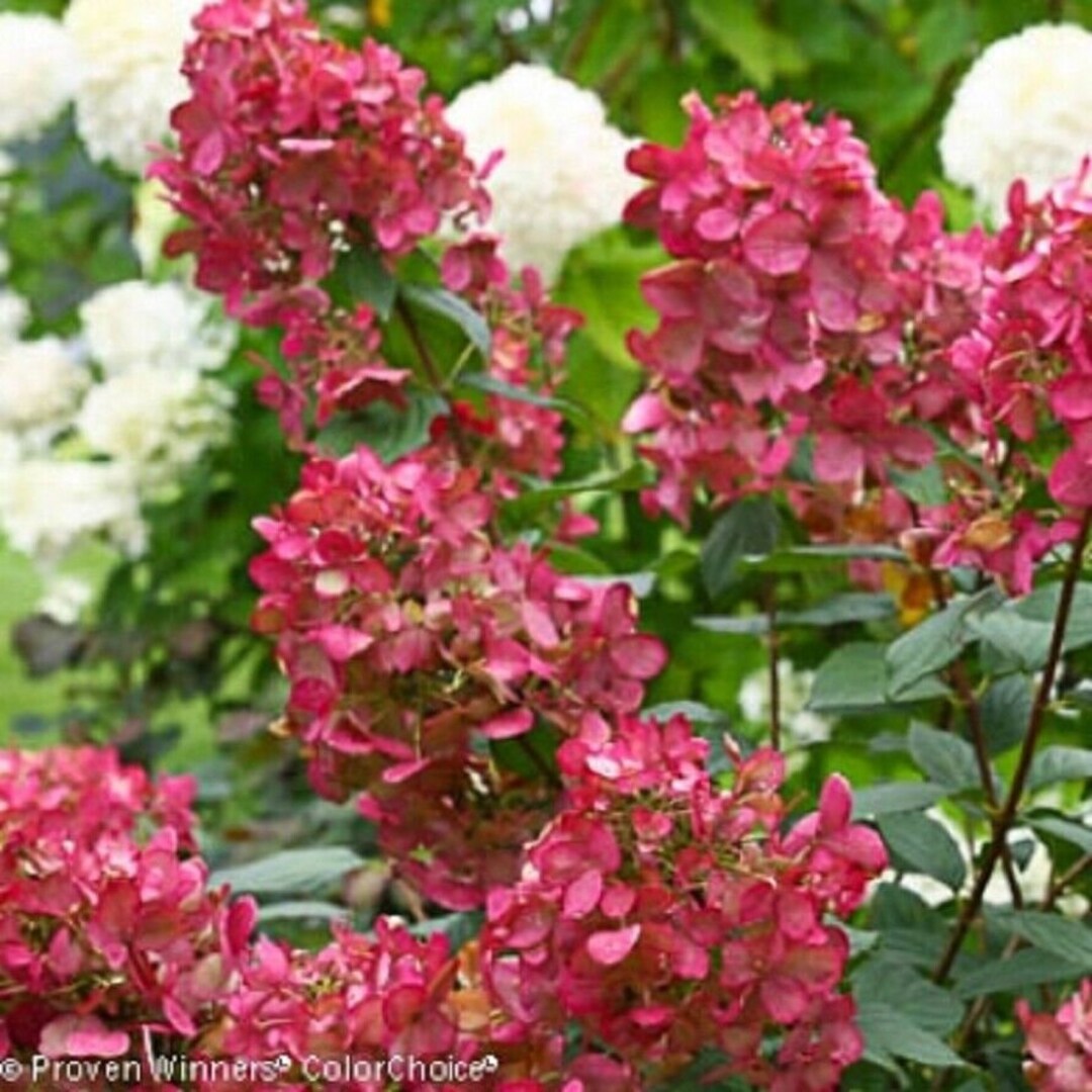 Hydrangea Paniculata 'FIRE Light'-starter Plant - Approx 7-10 Inch - Etsy