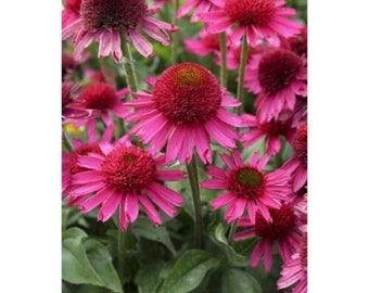 Echinacea Butterfly™ Yellow Rainbow Marcella Coneflower Live Starter ...