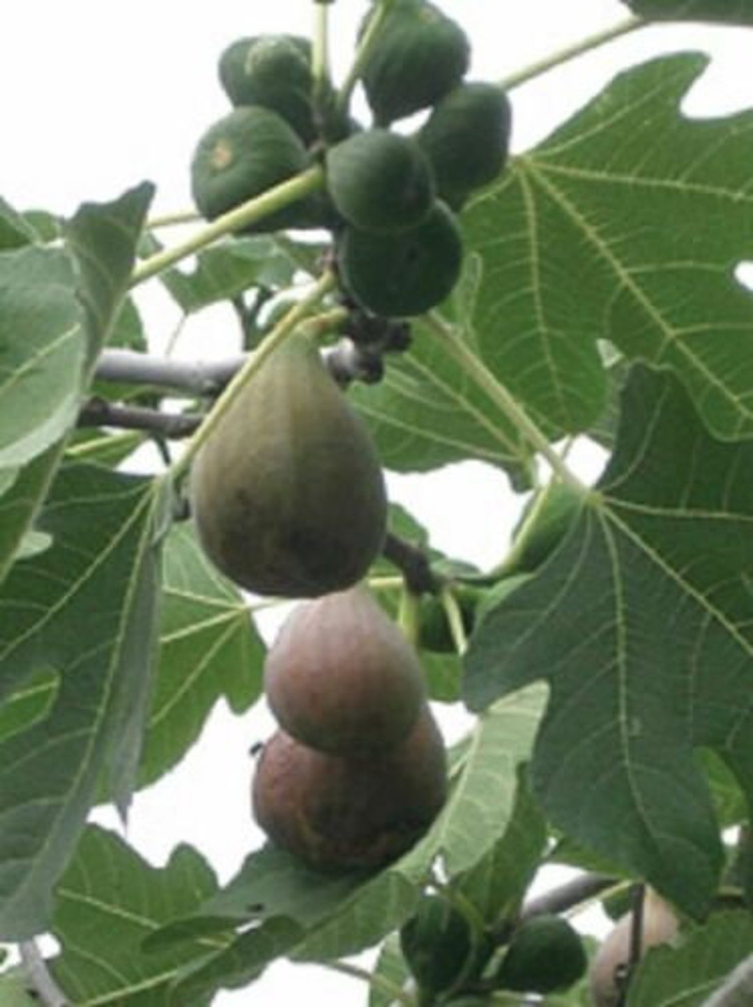 FICUS CARICA 'OLYMPIAN' Fig Starter Plant Approx 7 Inch 2 1/2 Inch Pot - Etsy