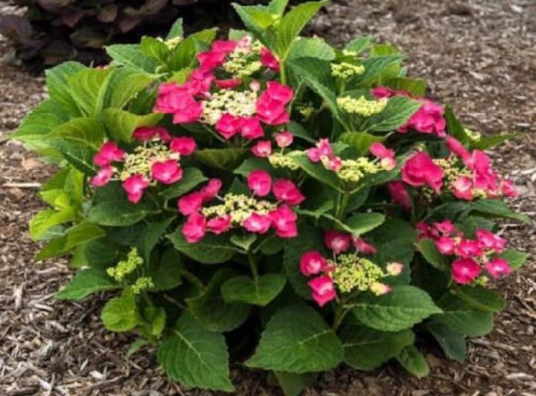 Hydrangea 'cherry Explosion' - Approx 3-5 Inch - Etsy