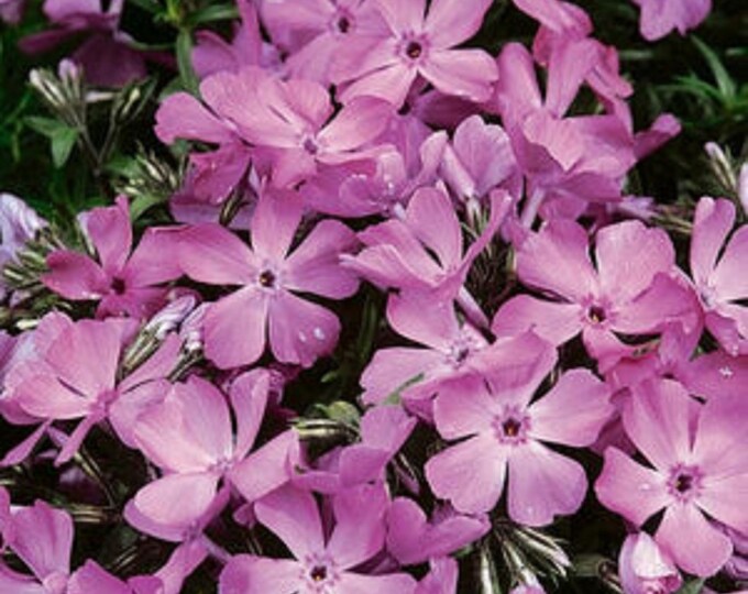 Phlox Subulata 'SPRING SOFT PINK' - Starter Plant - Etsy