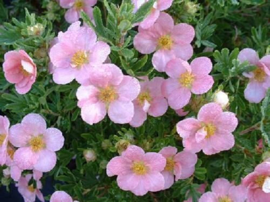 Potentilla Fruticosa 'pink Beauty' - Shrubby Cinquefoil - Starter Plant ...