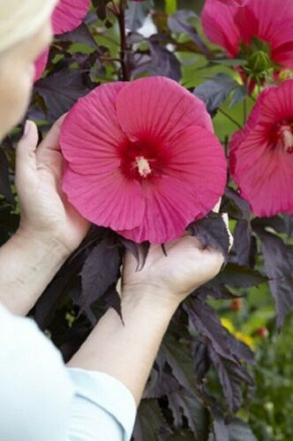 Hibiscus Moscheutos 'carousel Pink Passion' Starter Plant Cutback ...