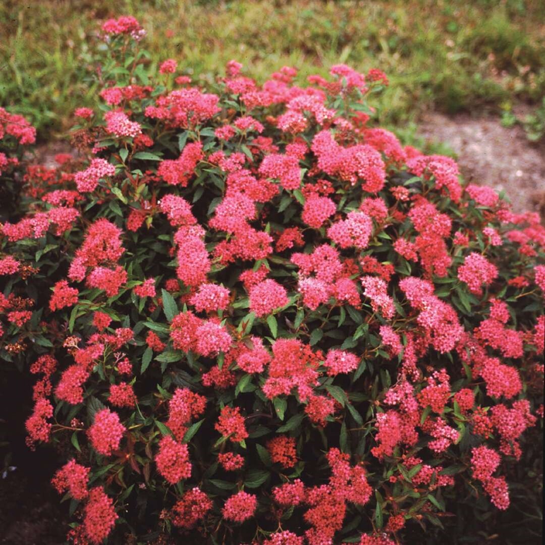 SPIRAEA 'NEON FLASH' - Starter Plant - Approx 7-9 Inch - Etsy