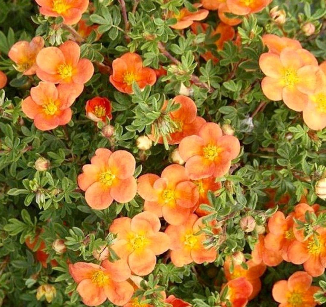 Potentilla Fruticosa 'orangeade' - SHRUBBY CINQUEFOIL - Starter Plant ...
