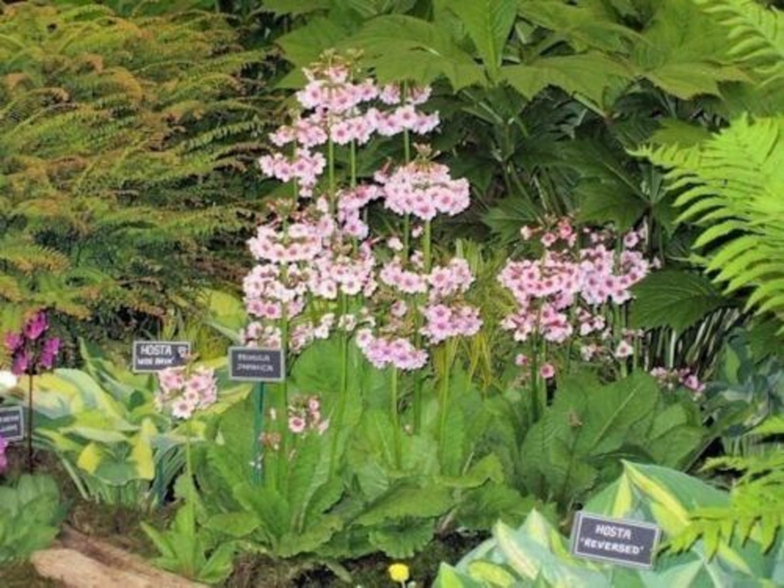 PRIMULA JAPONICA MIX' - Primrose - Starter Plant - Etsy