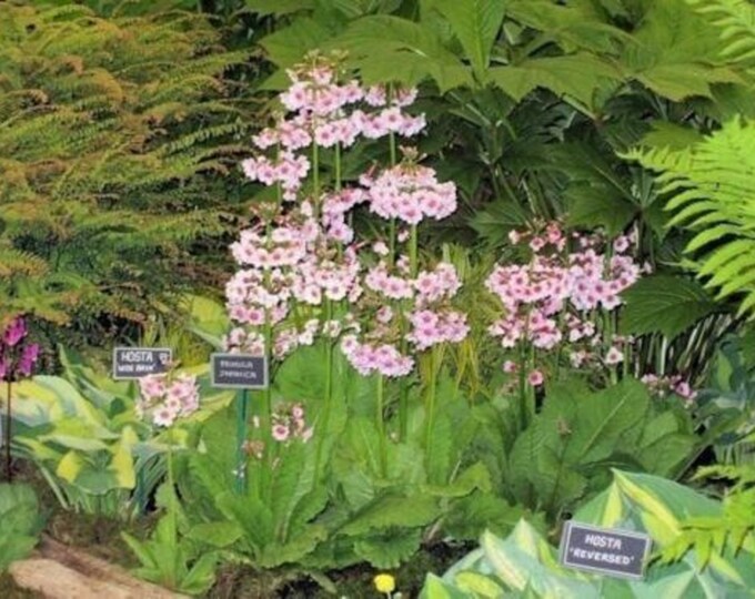 PRIMULA JAPONICA MIX' - Primrose - Starter Plant - Etsy